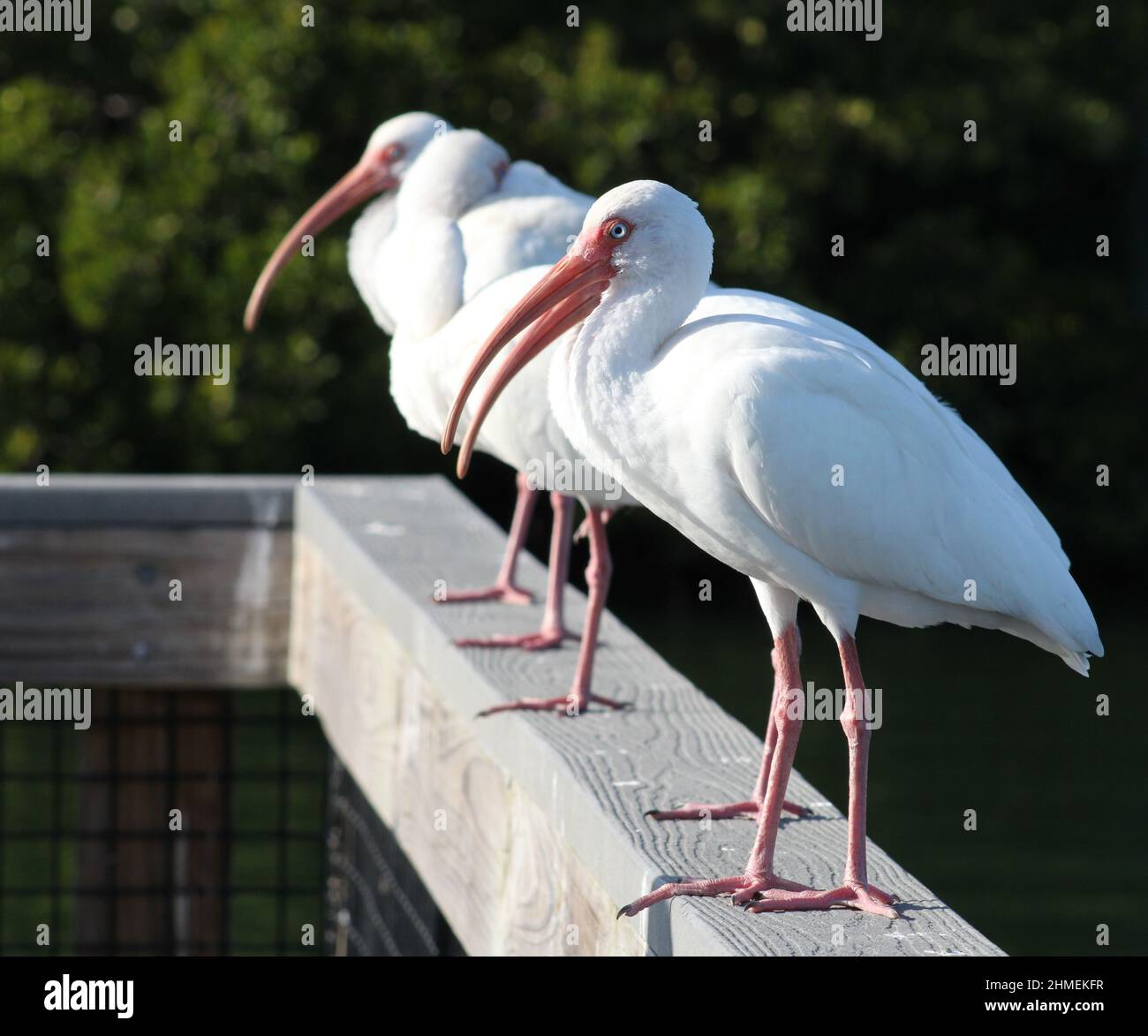American White Ibis on the docks in Florida Stock Photo - Alamy