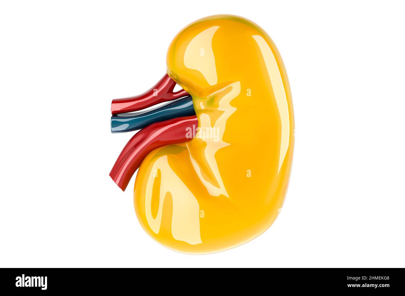 Human kidney, glossy yellow color. 3D rendering isolated on white ...