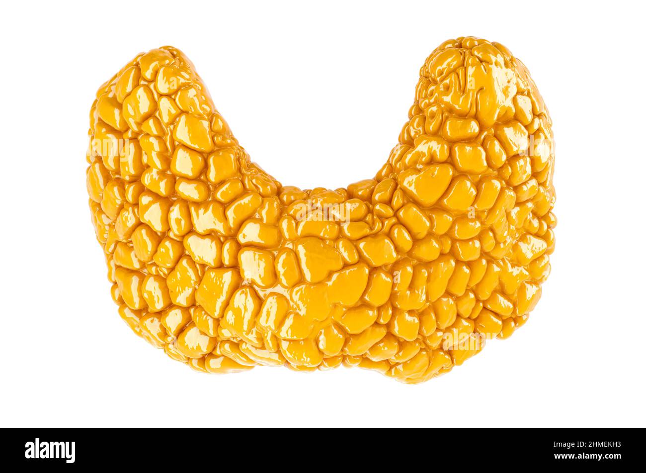 Human thyroid, glossy yellow color. 3D rendering isolated on white ...