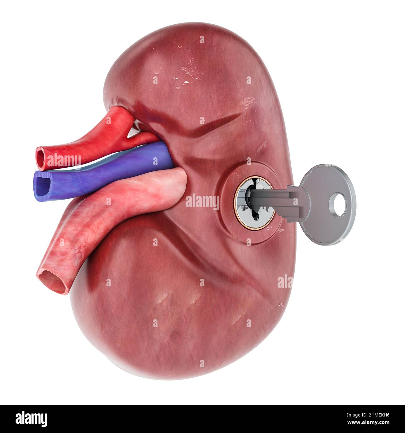 Human kidney with key. Research and diagnosis concept. 3D rendering ...