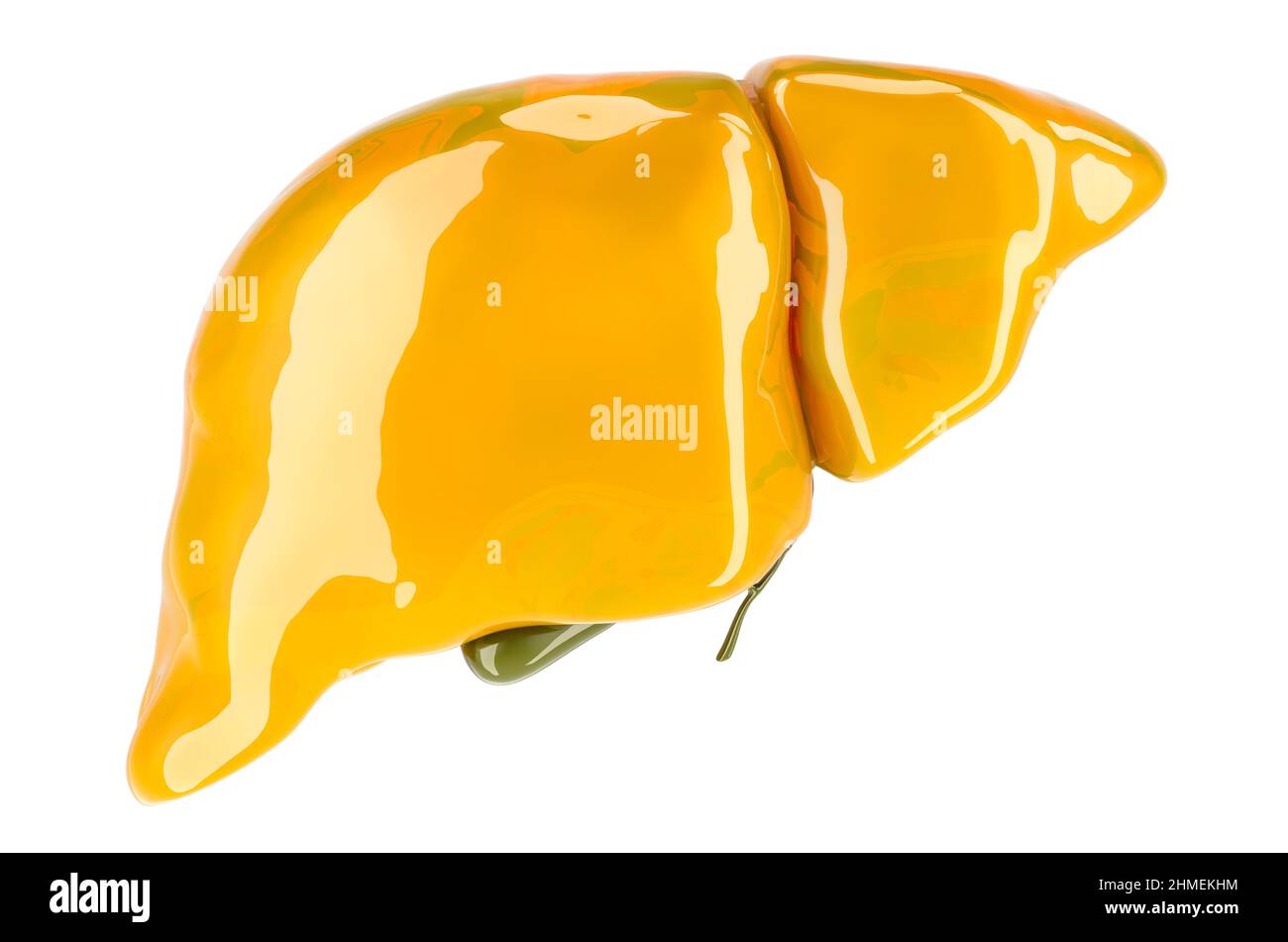 Human liver with gallbladder, glossy yellow color. 3D rendering ...