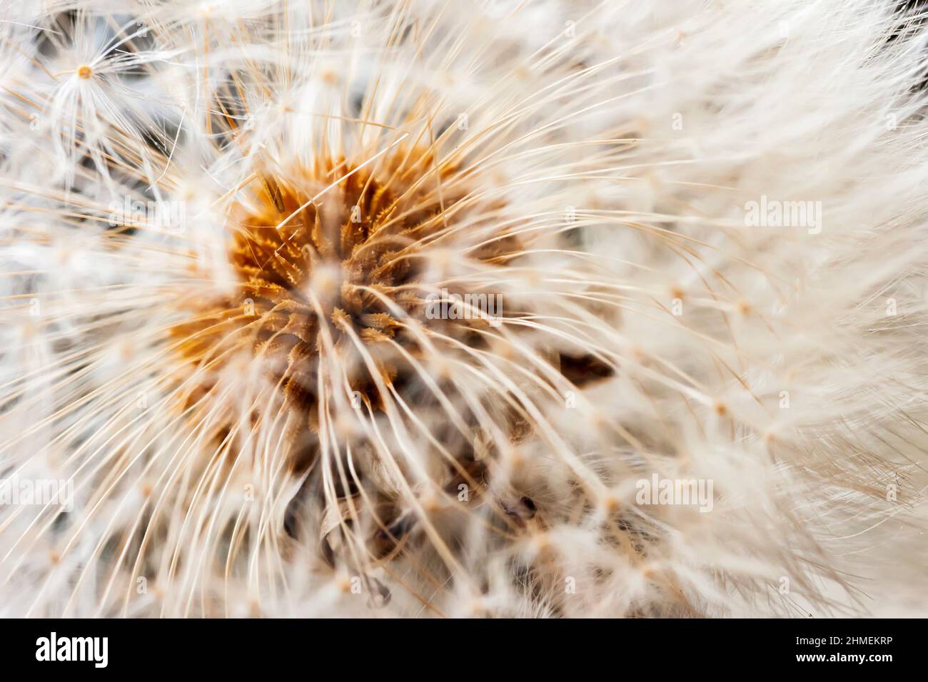 Fuzzy background of fluffy seed dandelion on wind. Selective soft focus ...