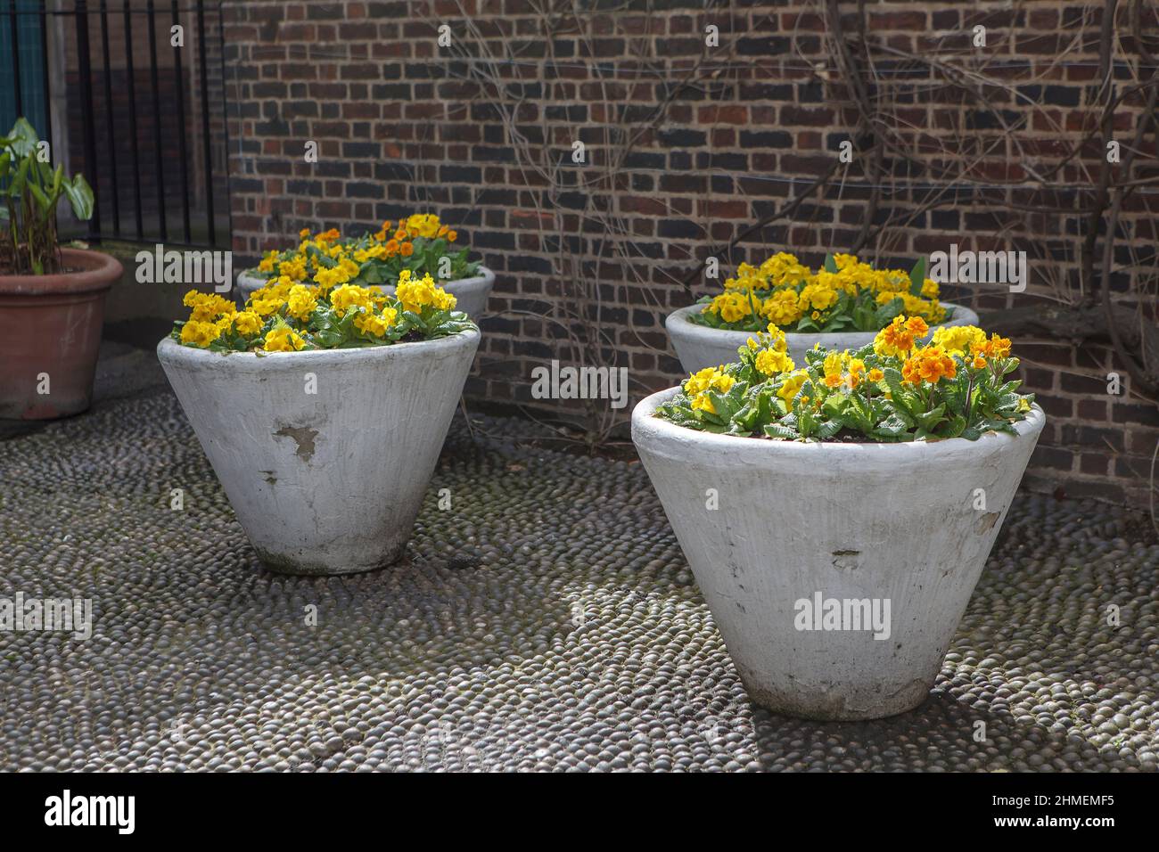 Yellow primroses in large ceramic pots near a stone wall as a park ...