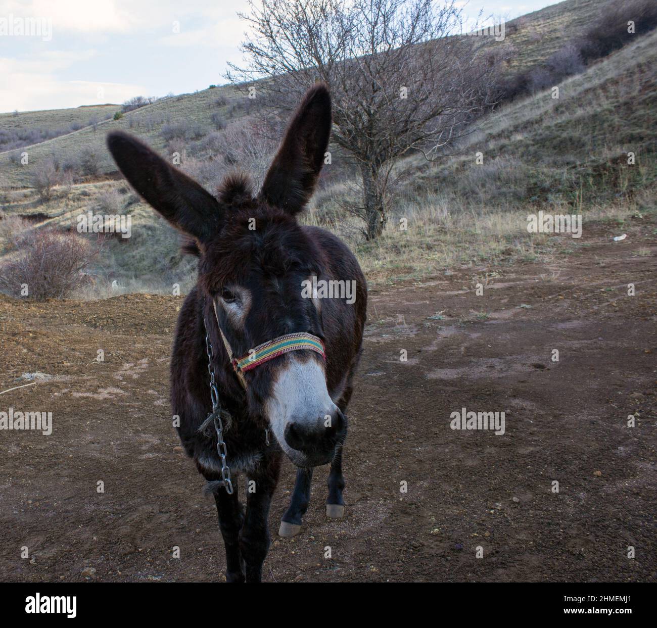 Donkey portrait in meadow hi-res stock photography and images - Alamy