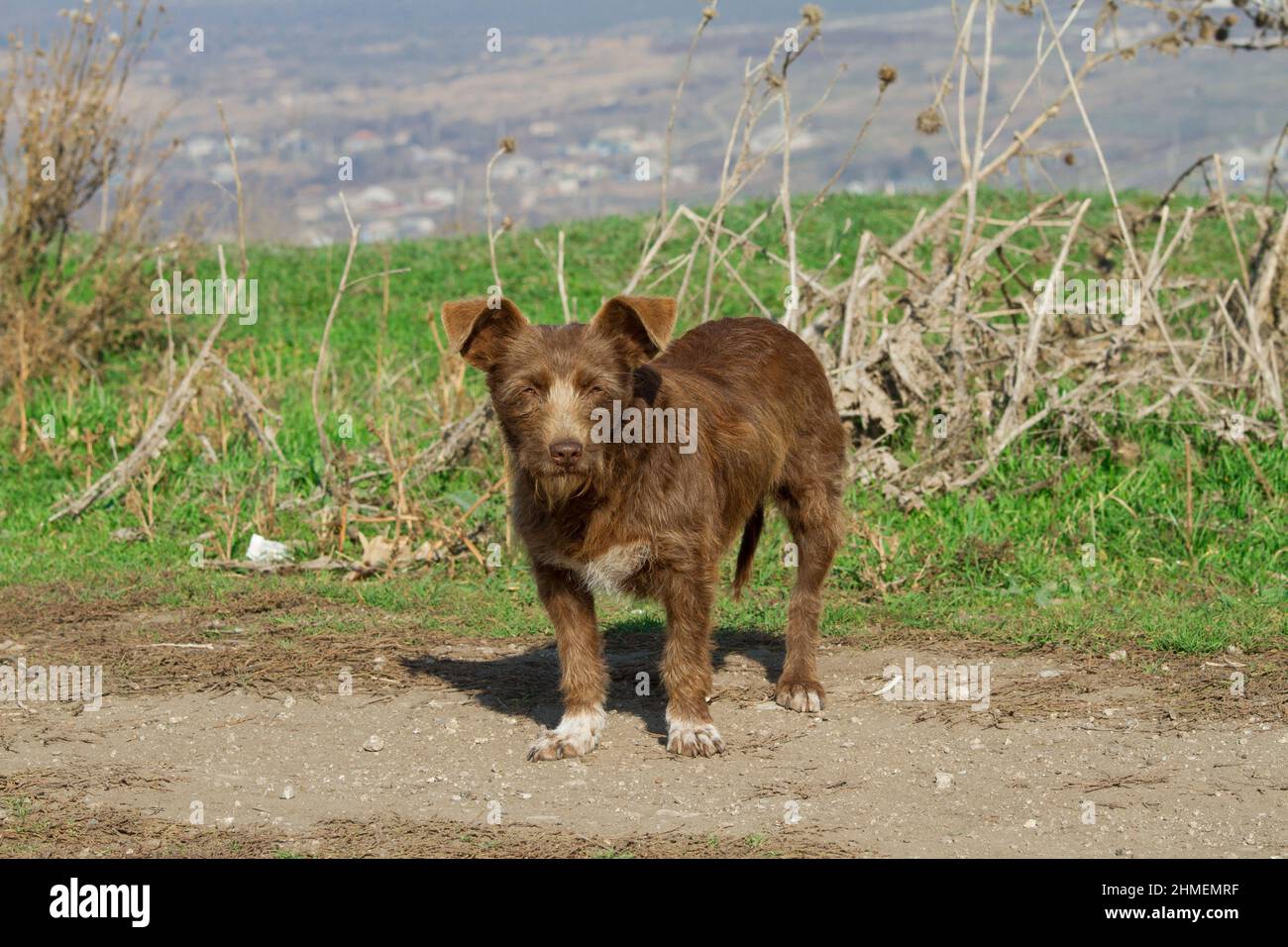 Brown mongrel hi-res stock photography and images - Alamy