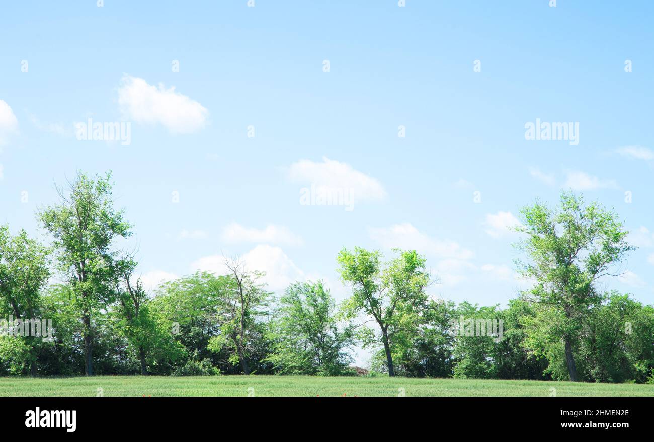Summer country landscape. Green field and trees Stock Photo - Alamy