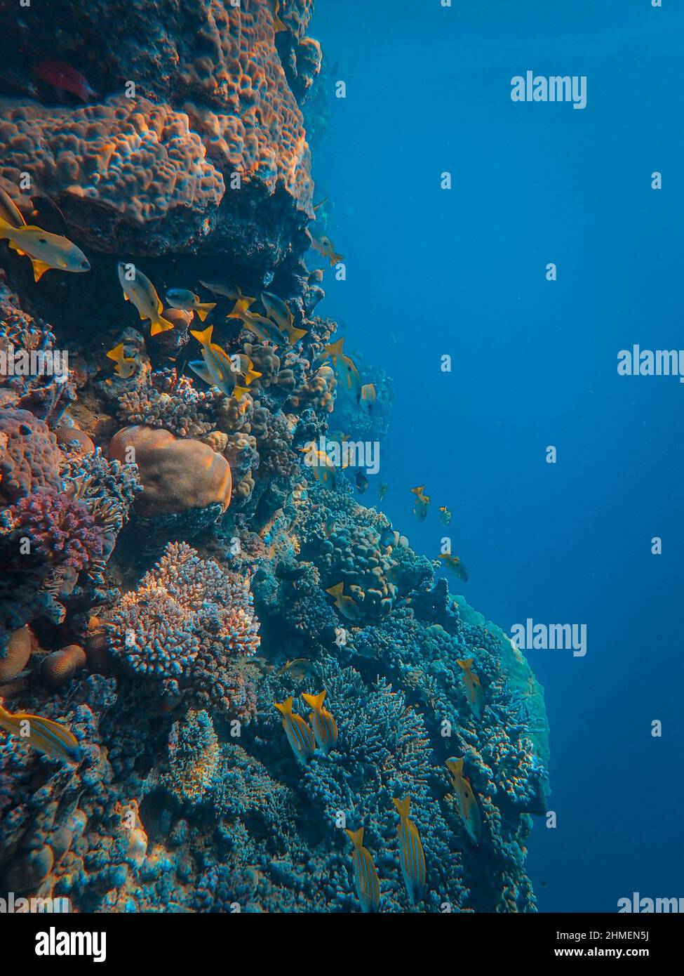 Wildlife in underwater with reef, corals and tropical fish Stock Photo ...