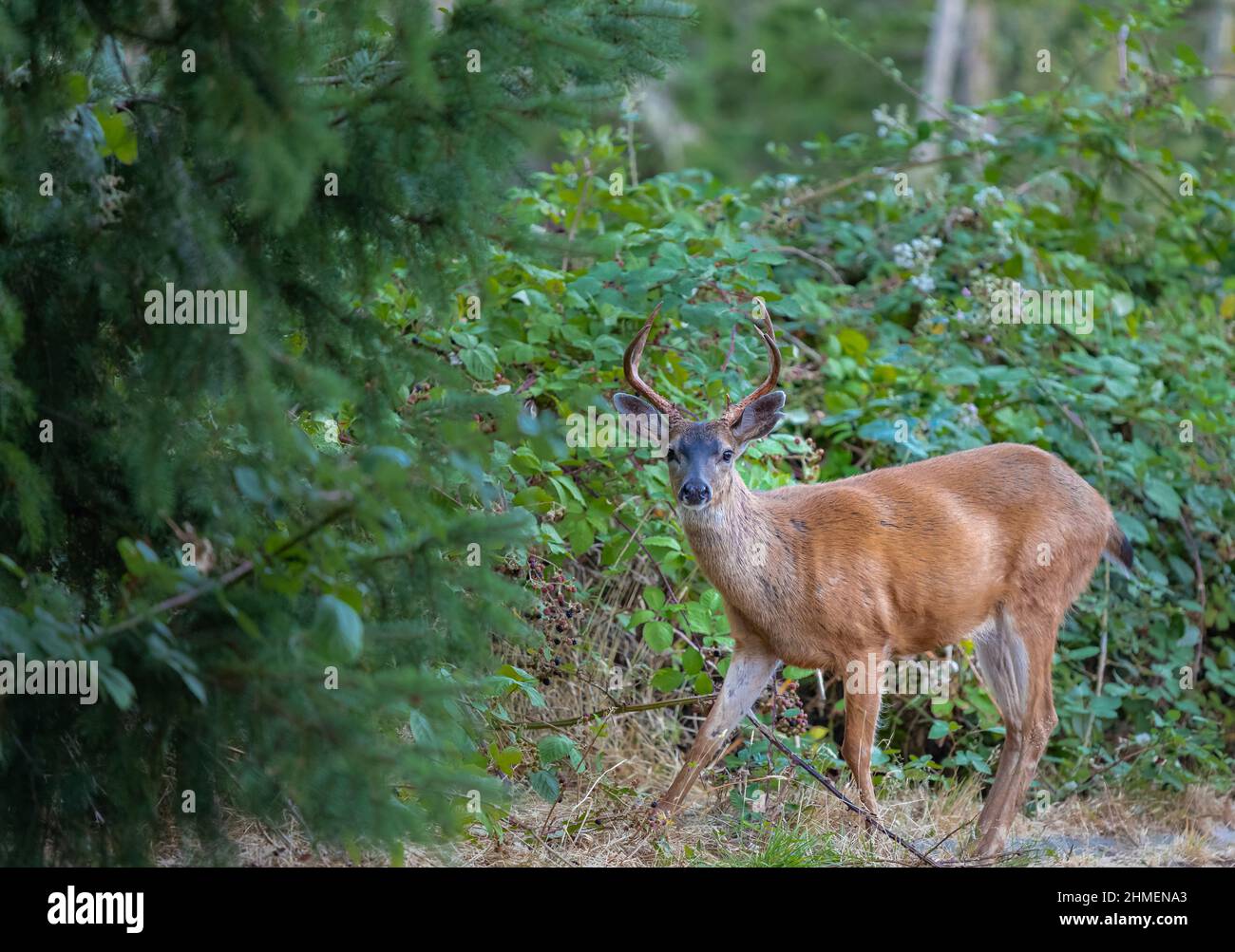 Roe deer in the forest. Animal in natural habitat. Wildlife scene. Red ...