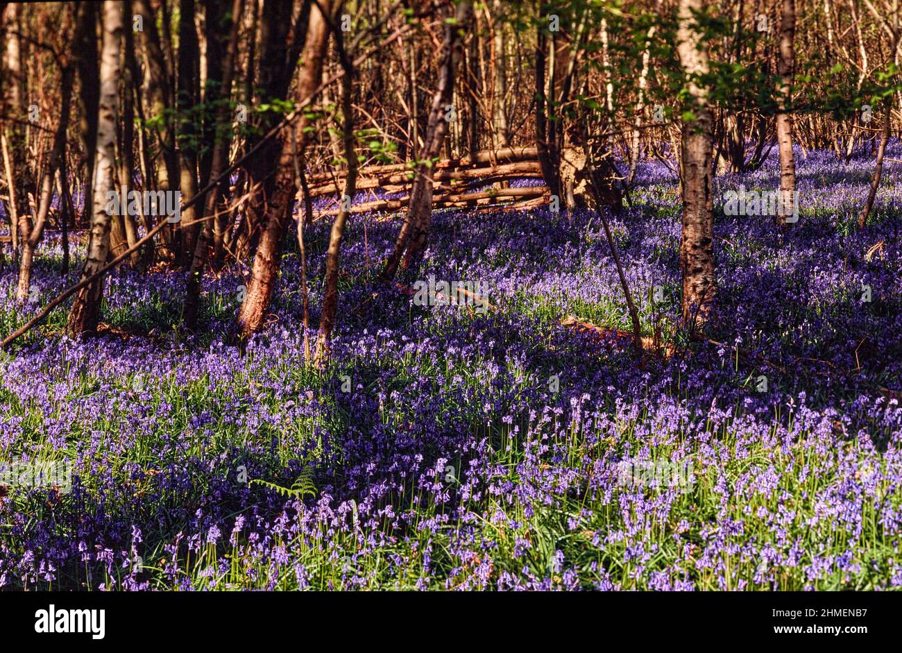Stunning English Bluebell woods landscape in spring sunshine Stock ...