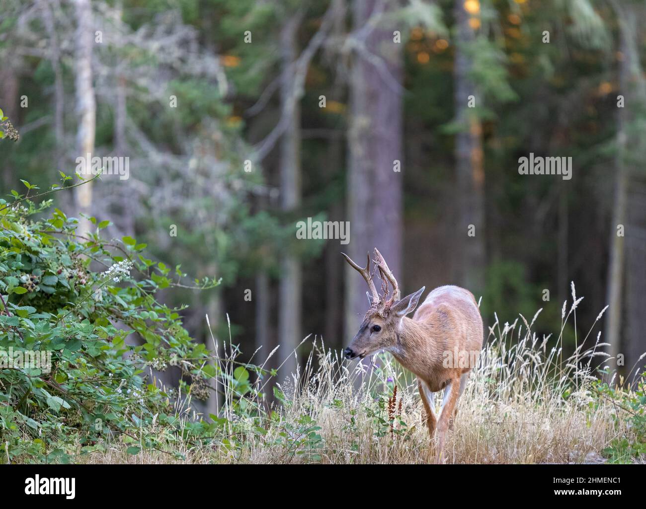 Roe deer in the forest. Animal in natural habitat. Wildlife scene. Red ...
