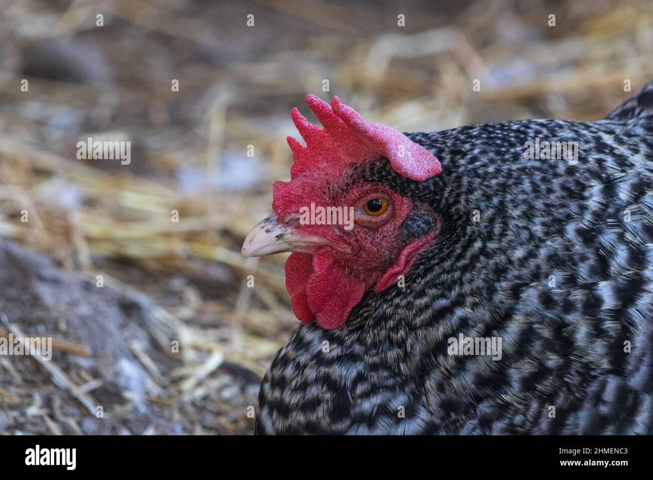 Partridge Rock Chicken