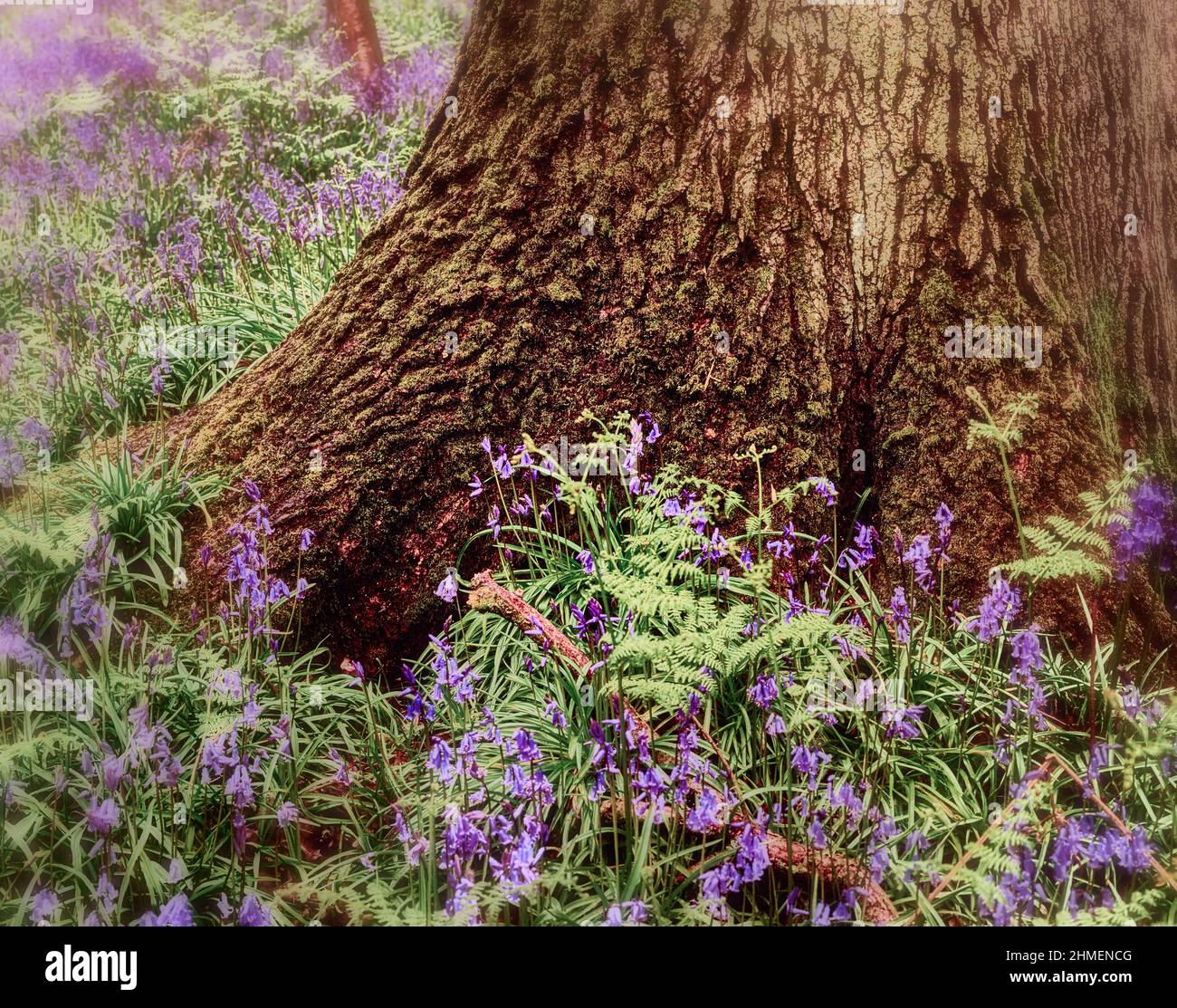 Stunning English Bluebell woods landscape in spring sunshine Stock ...