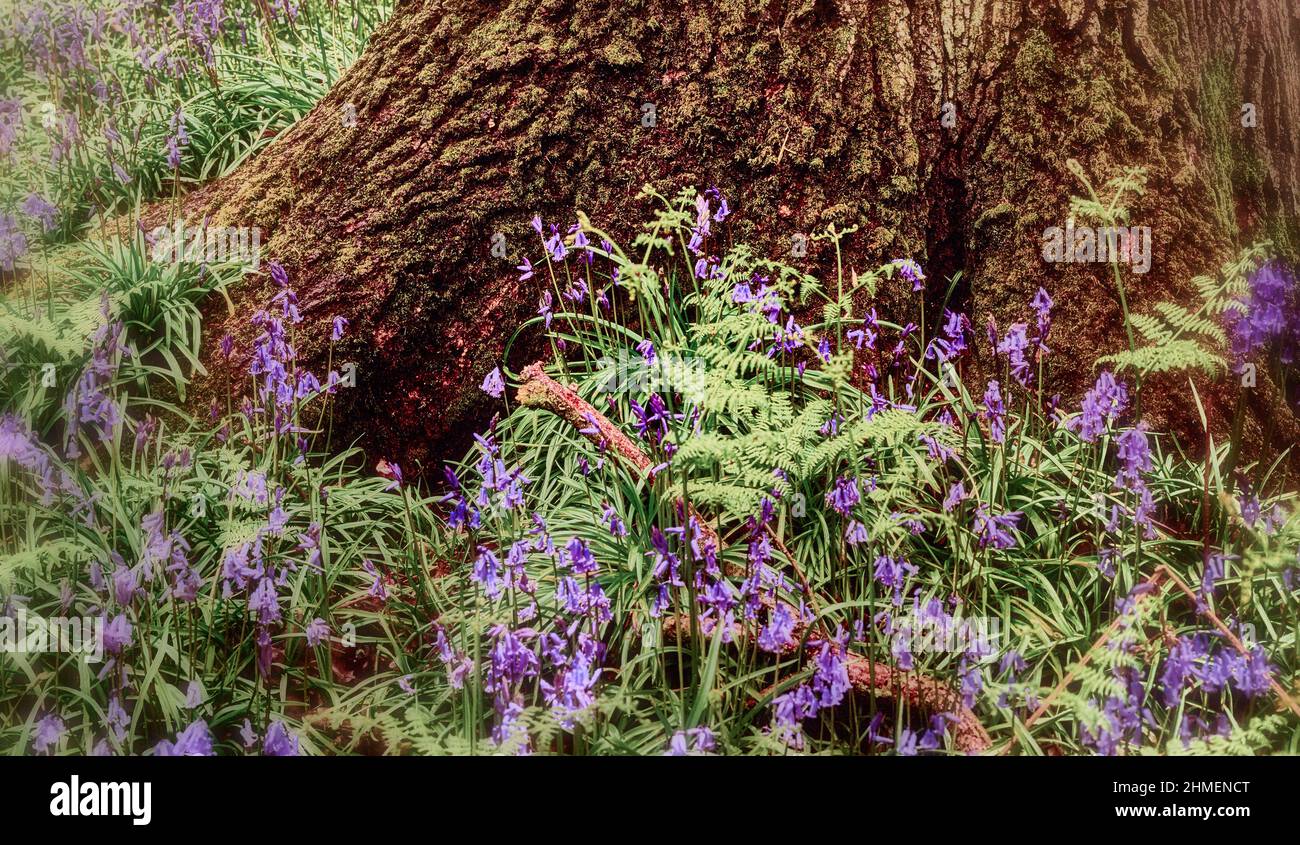 Stunning English Bluebell woods landscape in spring sunshine Stock ...