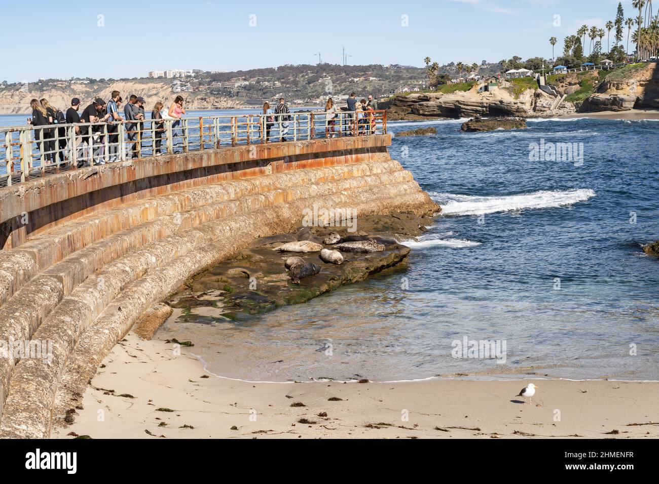 Harbor seals enjoy sunning at Children's Pool Beach, a protected area ...