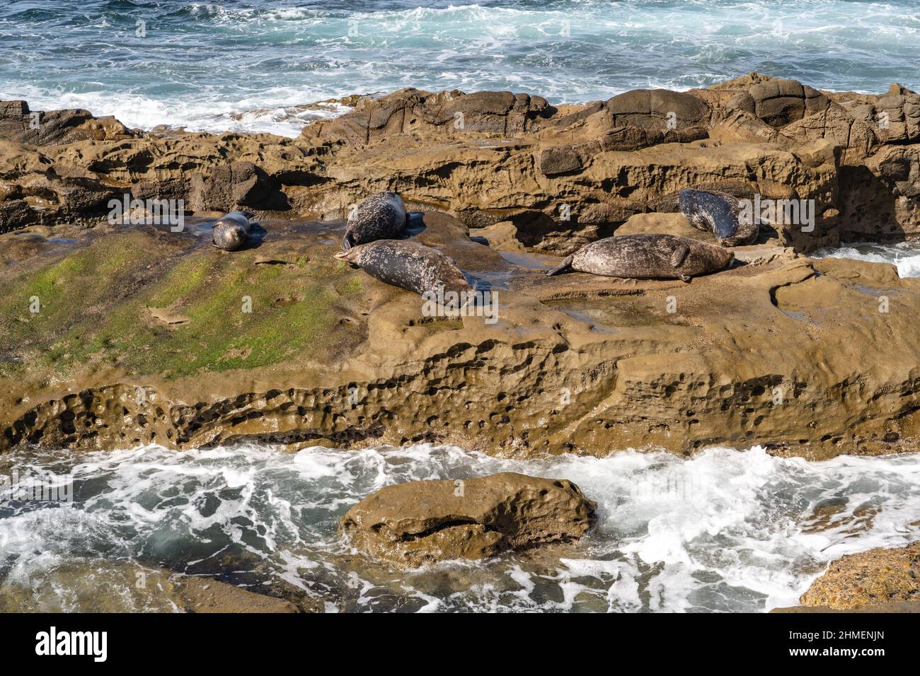 Harbor seals sunning and sleeping on rocks in the ocean Stock Photo - Alamy