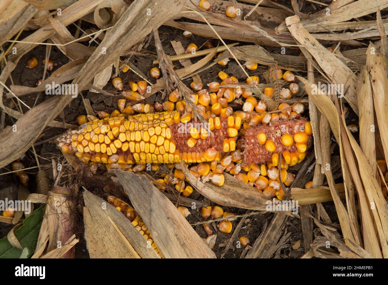 Broken golden corn ear lying on the dry soil Stock Photo - Alamy
