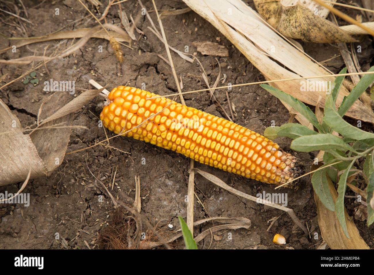 Golden corn ear lying on the dry soil Stock Photo - Alamy