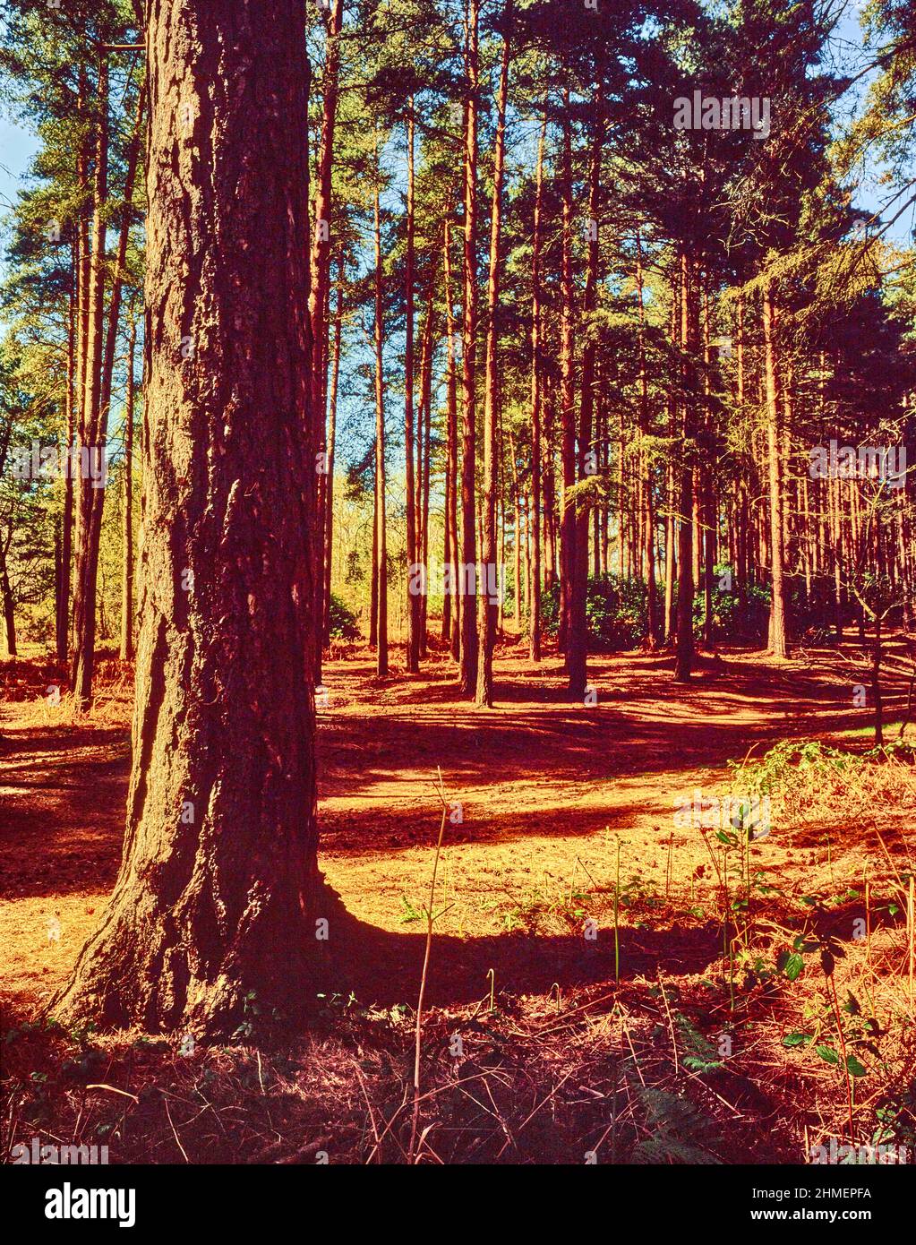 Patterns and textures in nature, intimate landscape of tree patterns ...