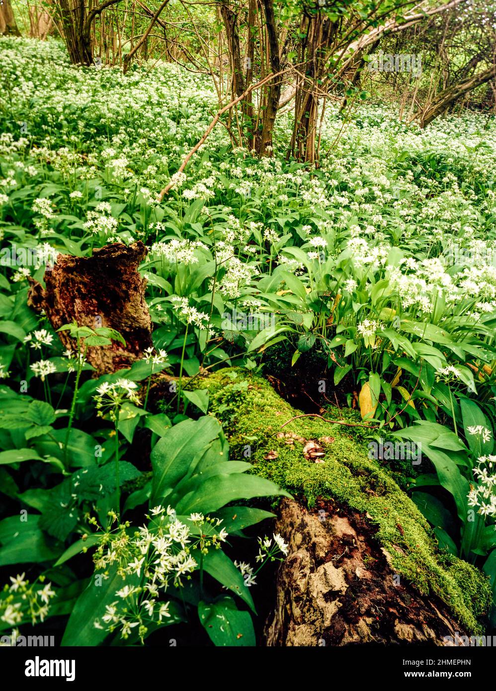 Wild forage food Allium ursinum, ramsons, buckrams, wild garlic ...