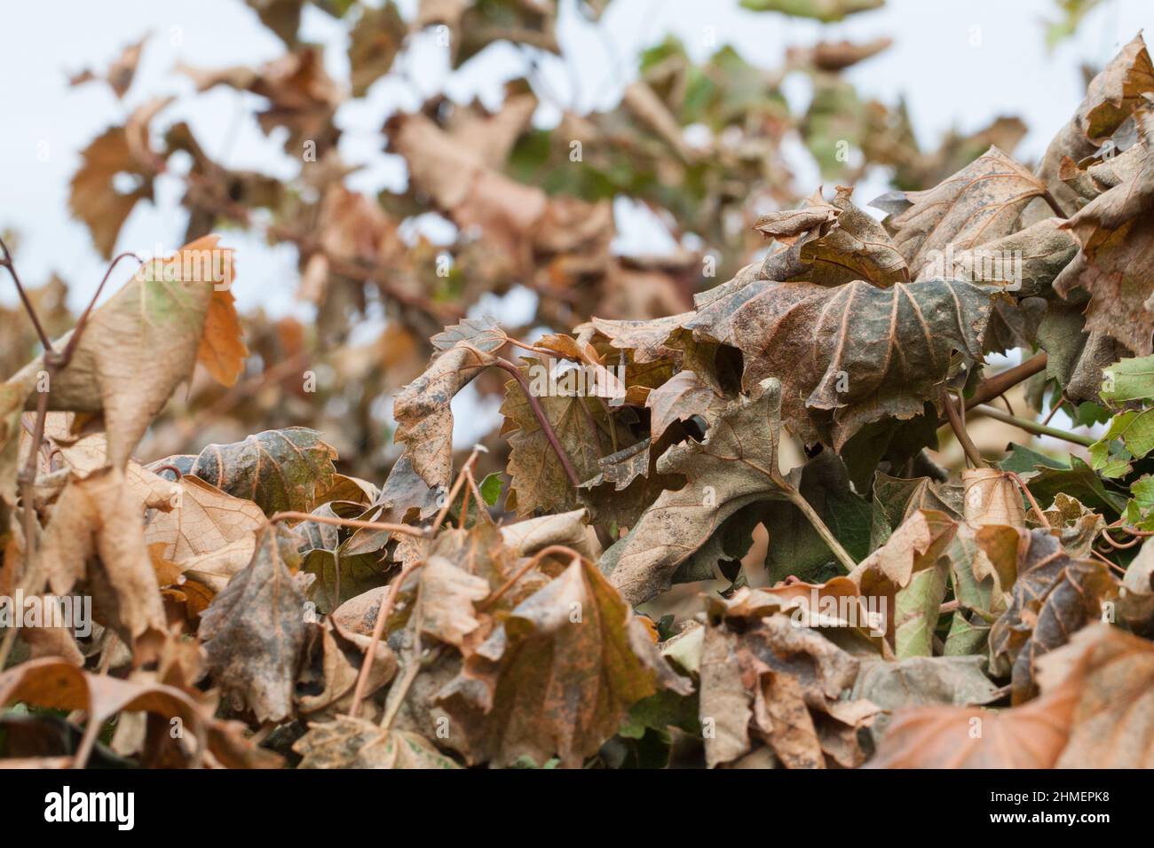 Dry brown grape leaves background, close up view of vine Stock Photo ...