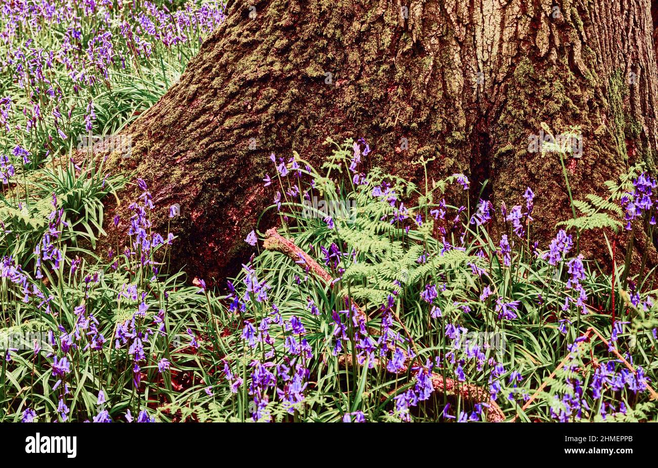 Stunning English Bluebell woods landscape in spring sunshine Stock ...