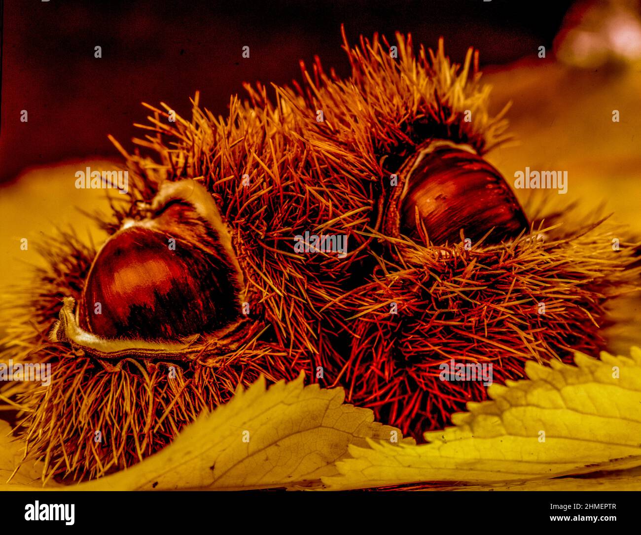 Macro natural forage food portrait of Castanea sativa, sweet chestnut ...