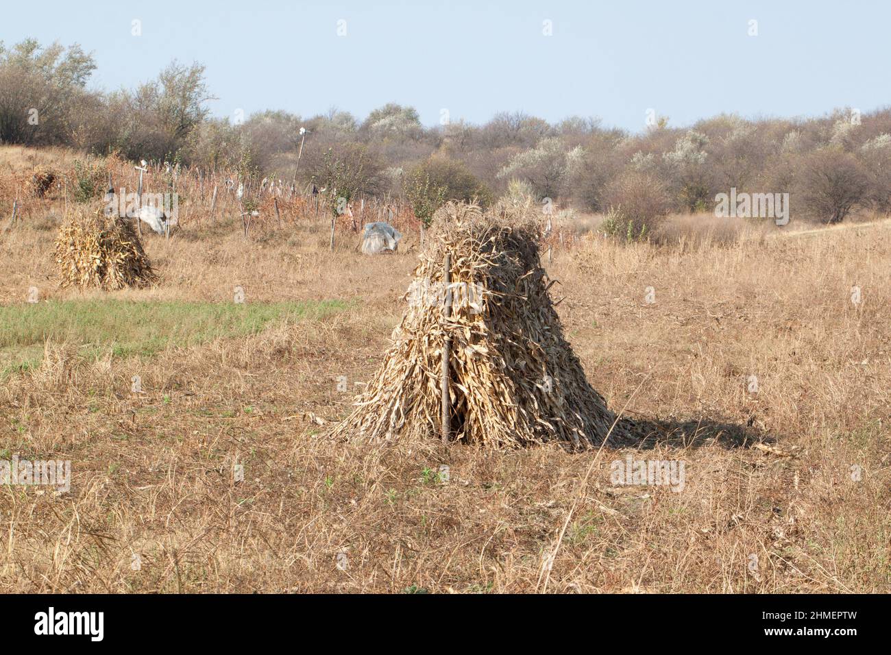 Dry haystack on the autumn field. Whole background Stock Photo - Alamy