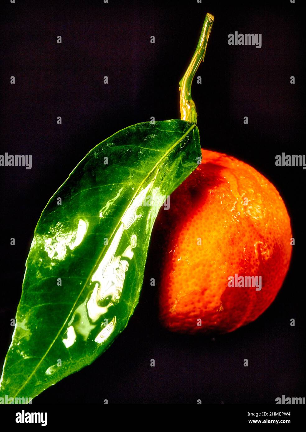 Close-up still life of Tangerine with large leaf and stem against a ...