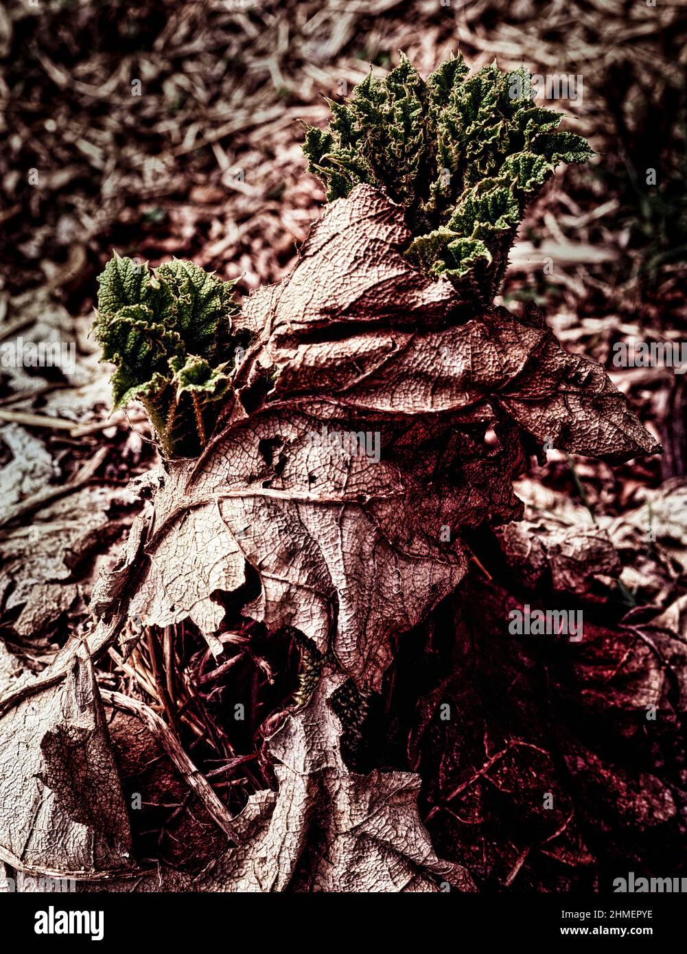 Stunning Gunnera plant in good light, natural close-up plat portrait ...