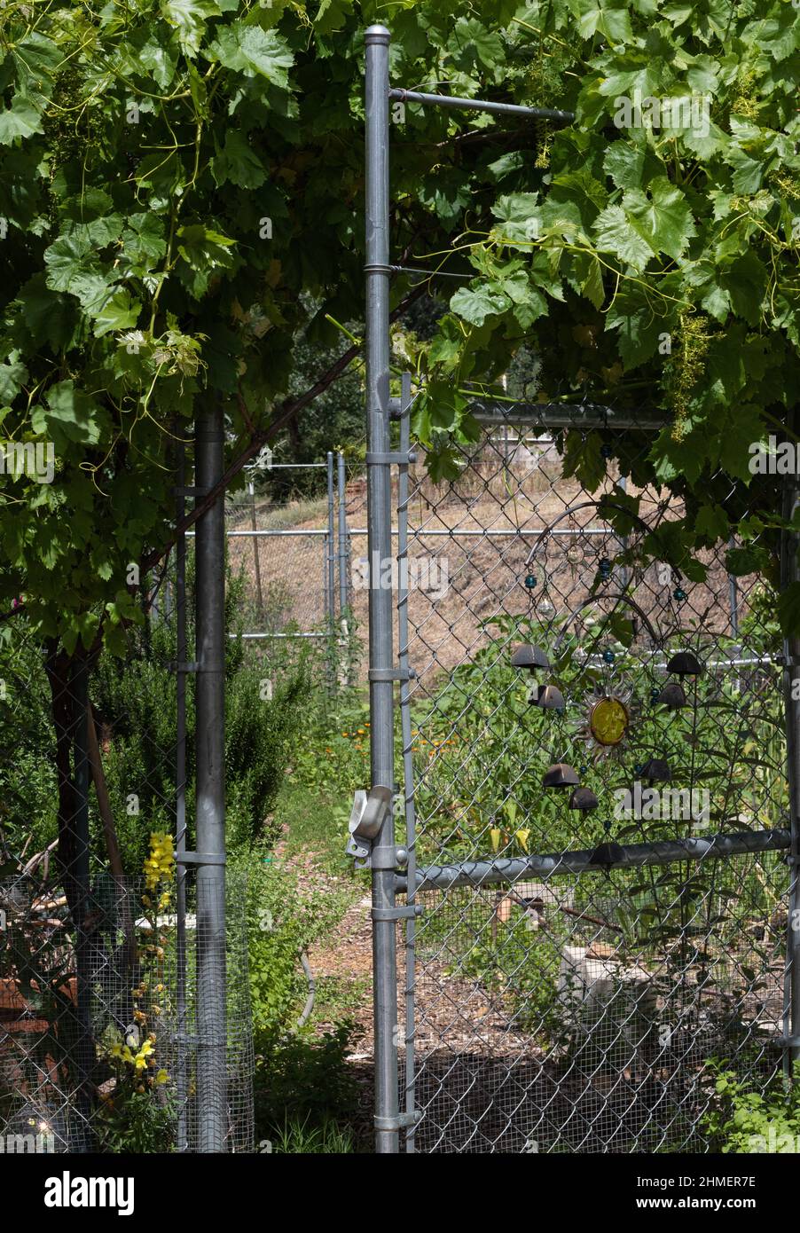 Open garden gate covered in grape vines, springtime welcome to the ...