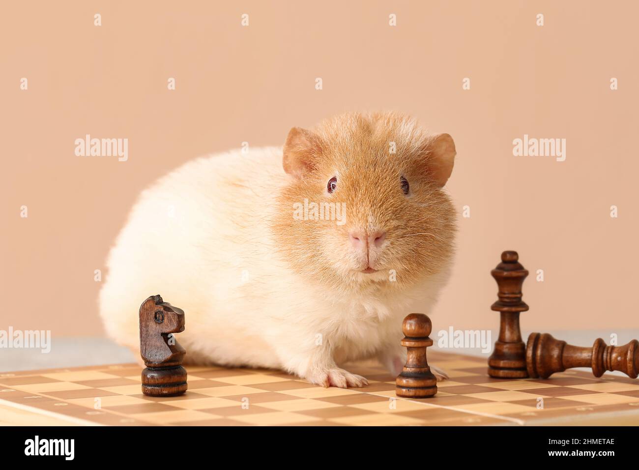 Funny chess pieces hi-res stock photography and images - Alamy