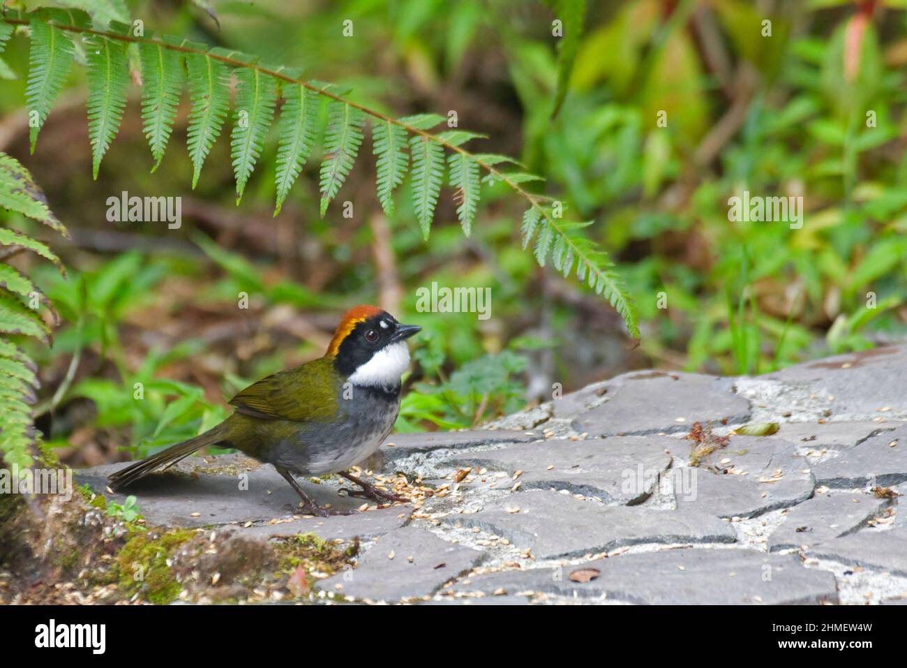 Chestnut capped brush finch hi-res stock photography and images - Alamy