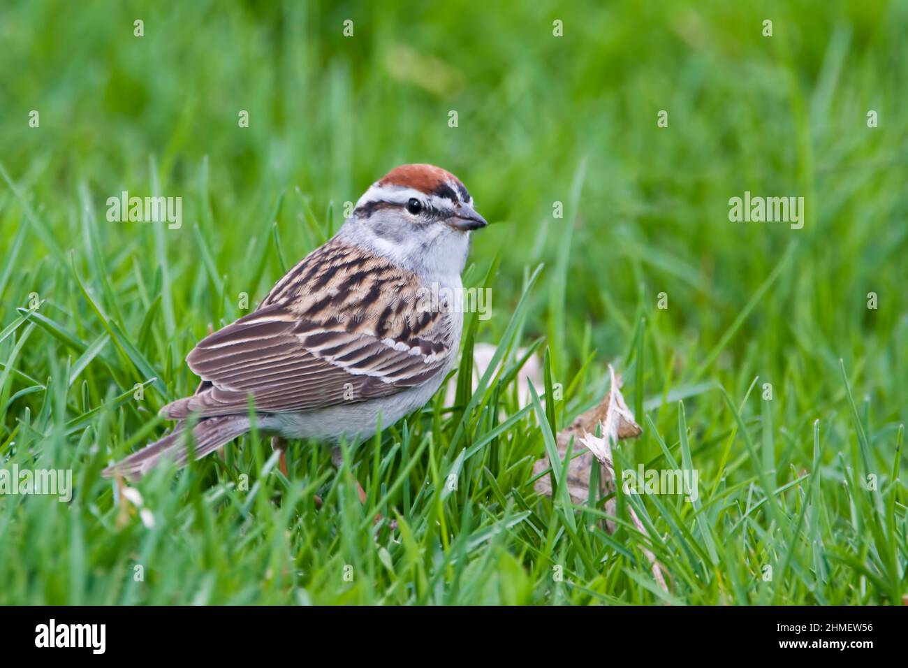 A Chipping Sparrow, Spizella passerina, hunting in the grass Stock ...