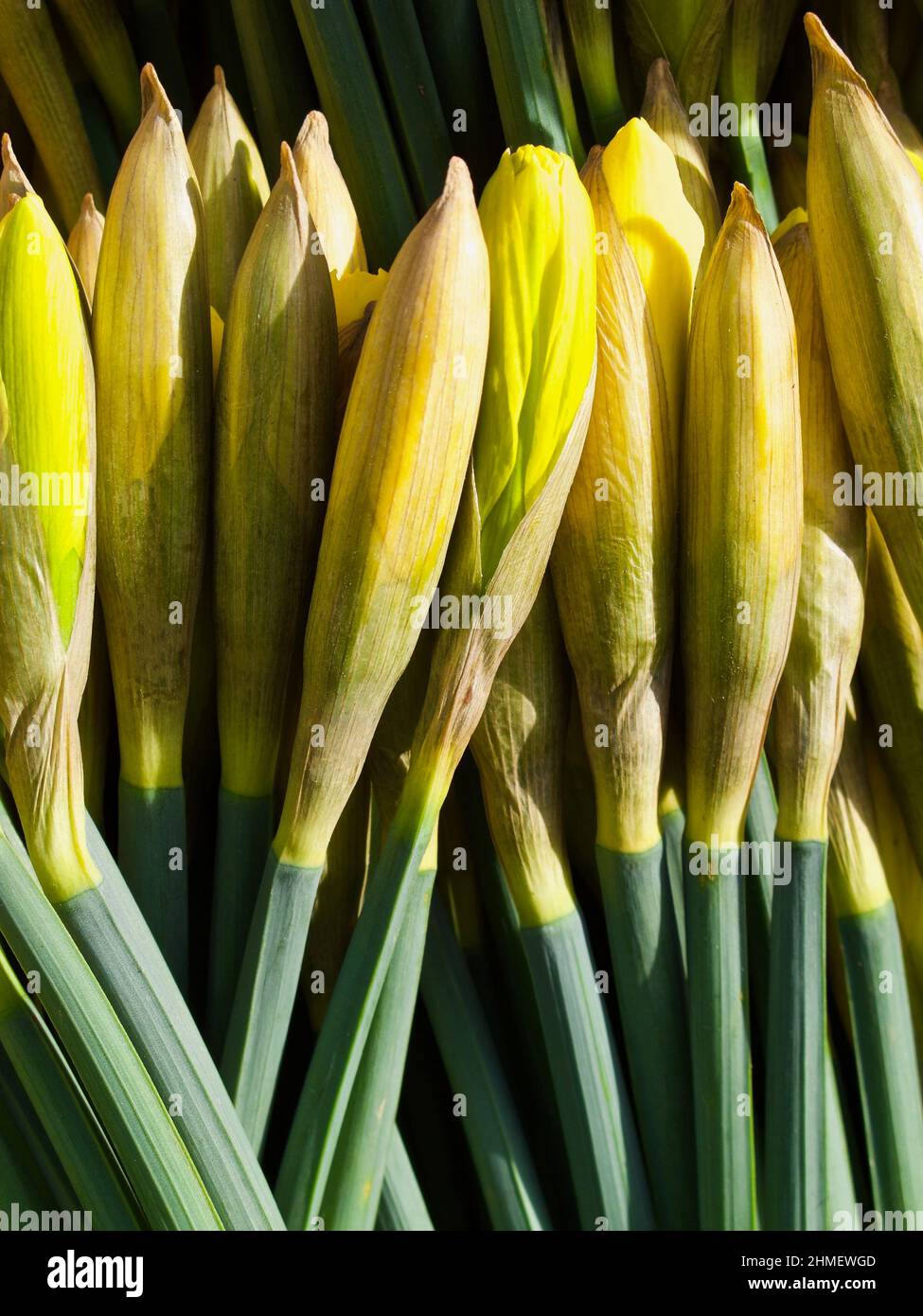 Bunches of daffodils in bud for sale on flower market before Easter ...