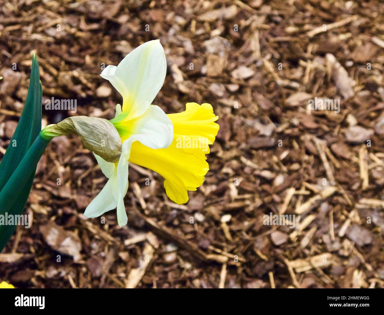 One yellow daffodil against brown background Stock Photo - Alamy