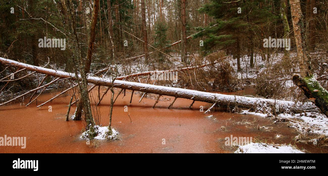 Frozen swamp in winter with plants, fallen trees and autumn leaves in ...