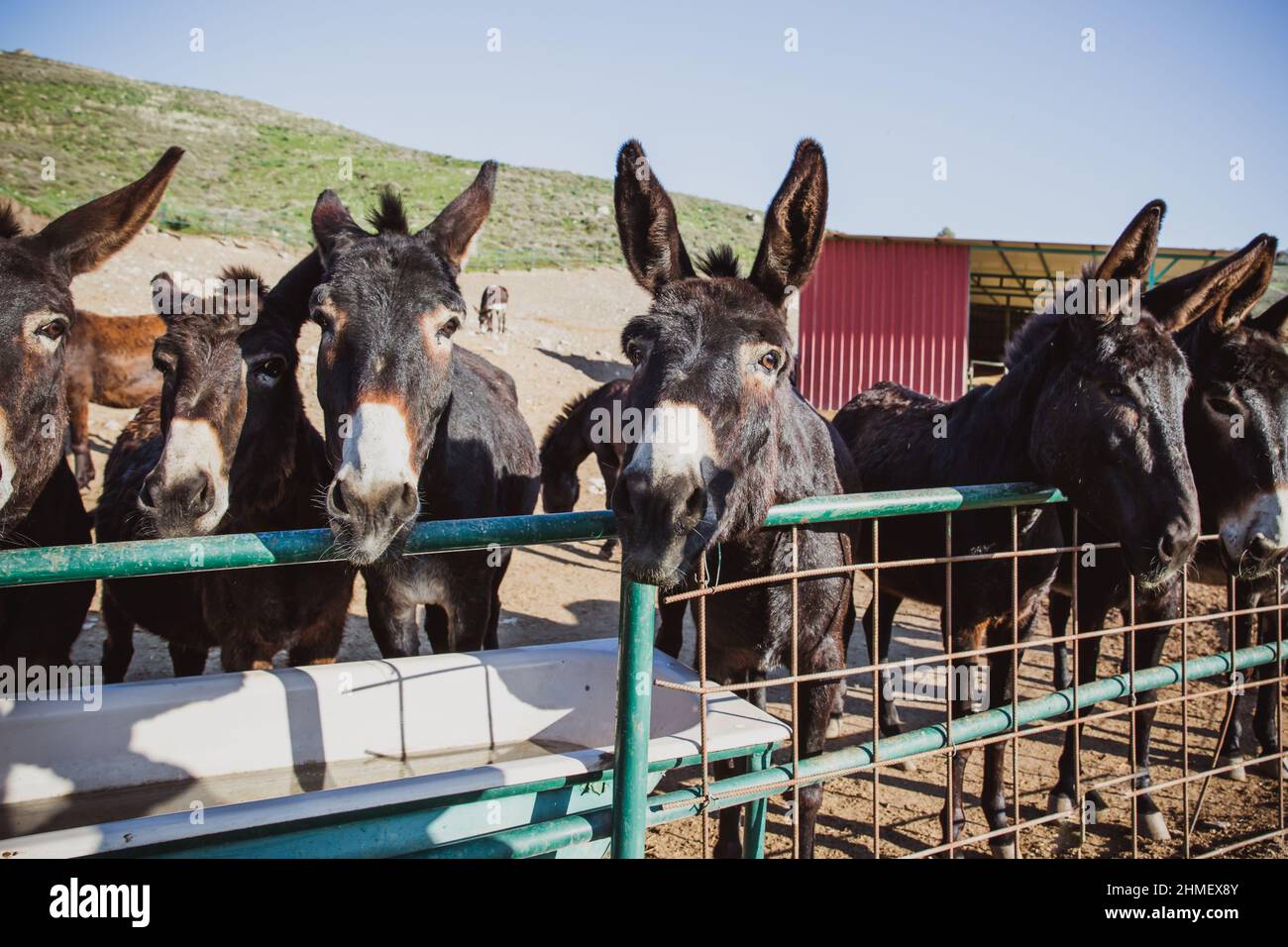 Brown donkeys in wooden cage, domestic animals. Cyprus Stock Photo - Alamy