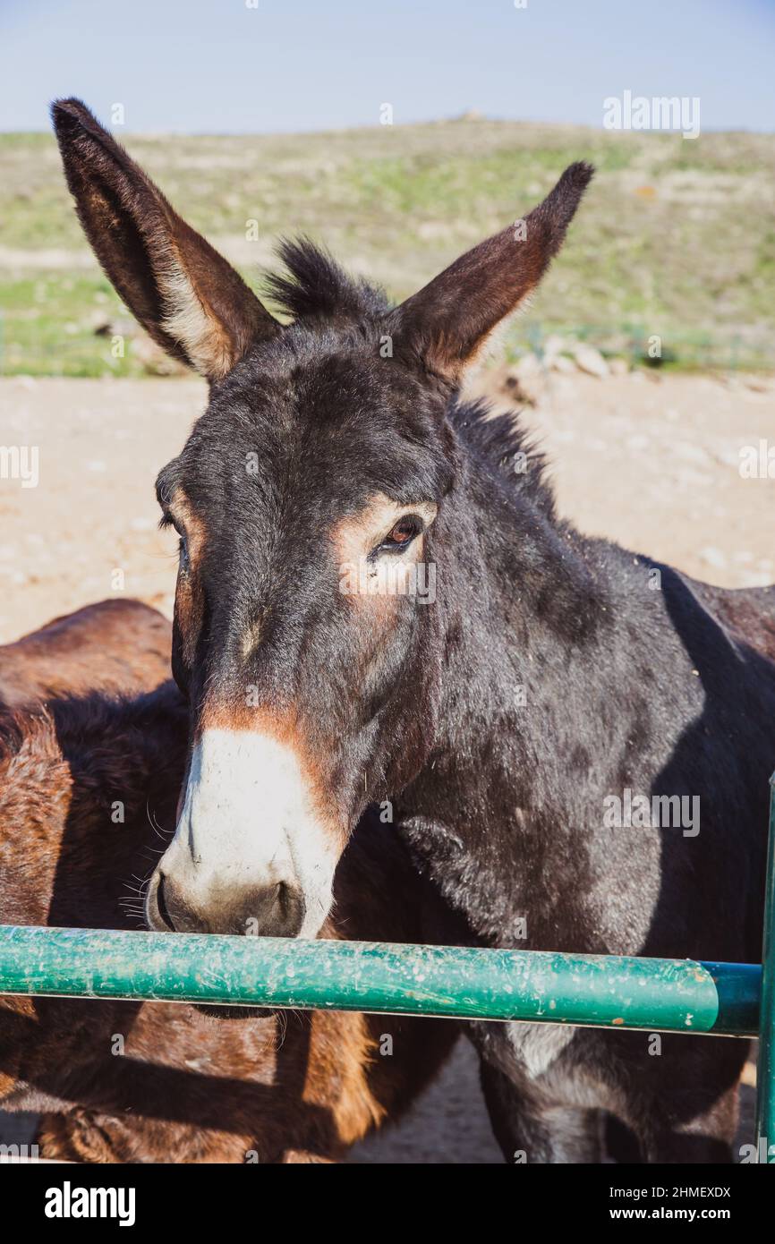 Brown donkeys in wooden cage, domestic animals. Cyprus Stock Photo - Alamy
