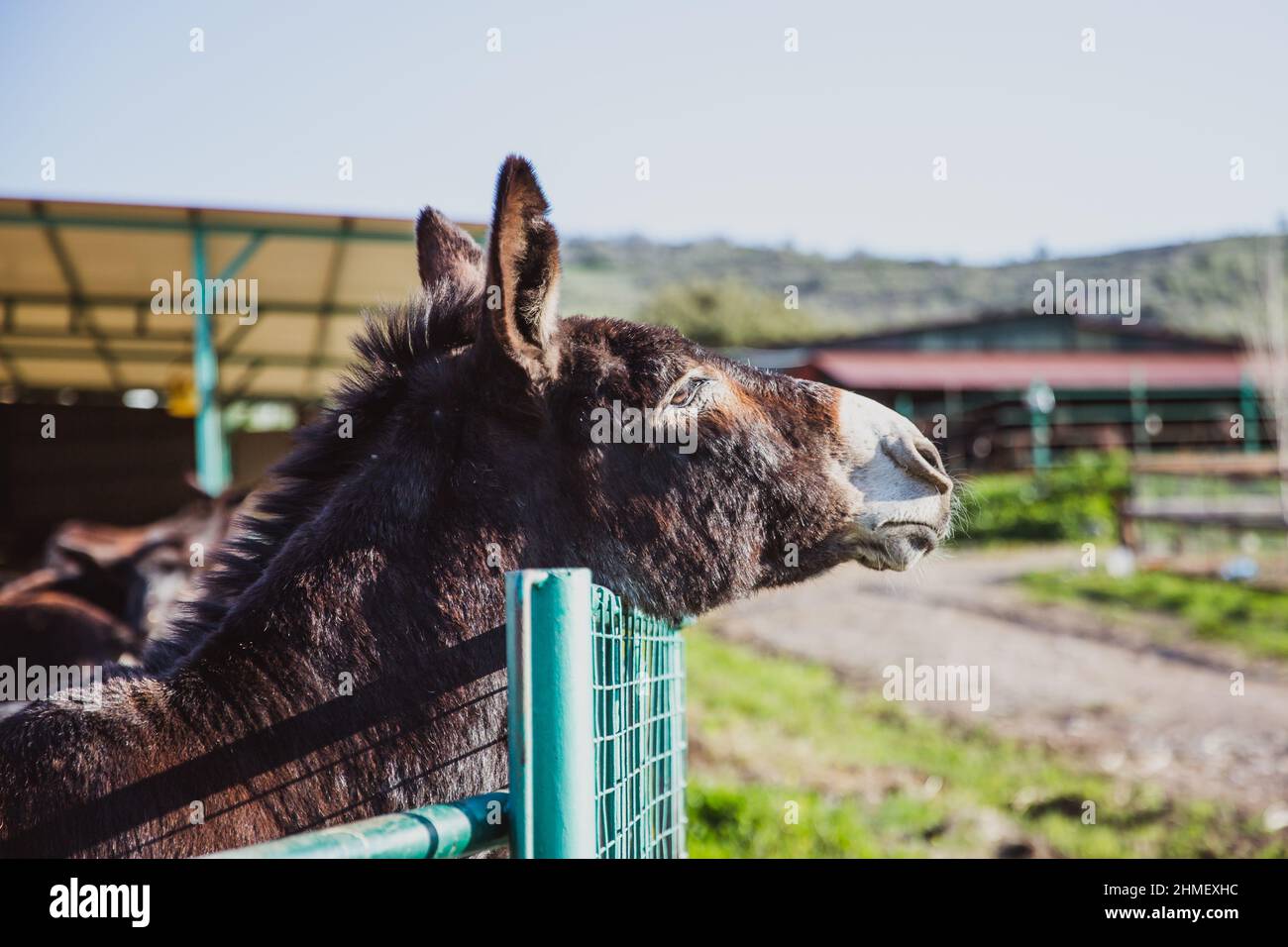 Horse animals feeding domestic animals corral hi-res stock photography ...