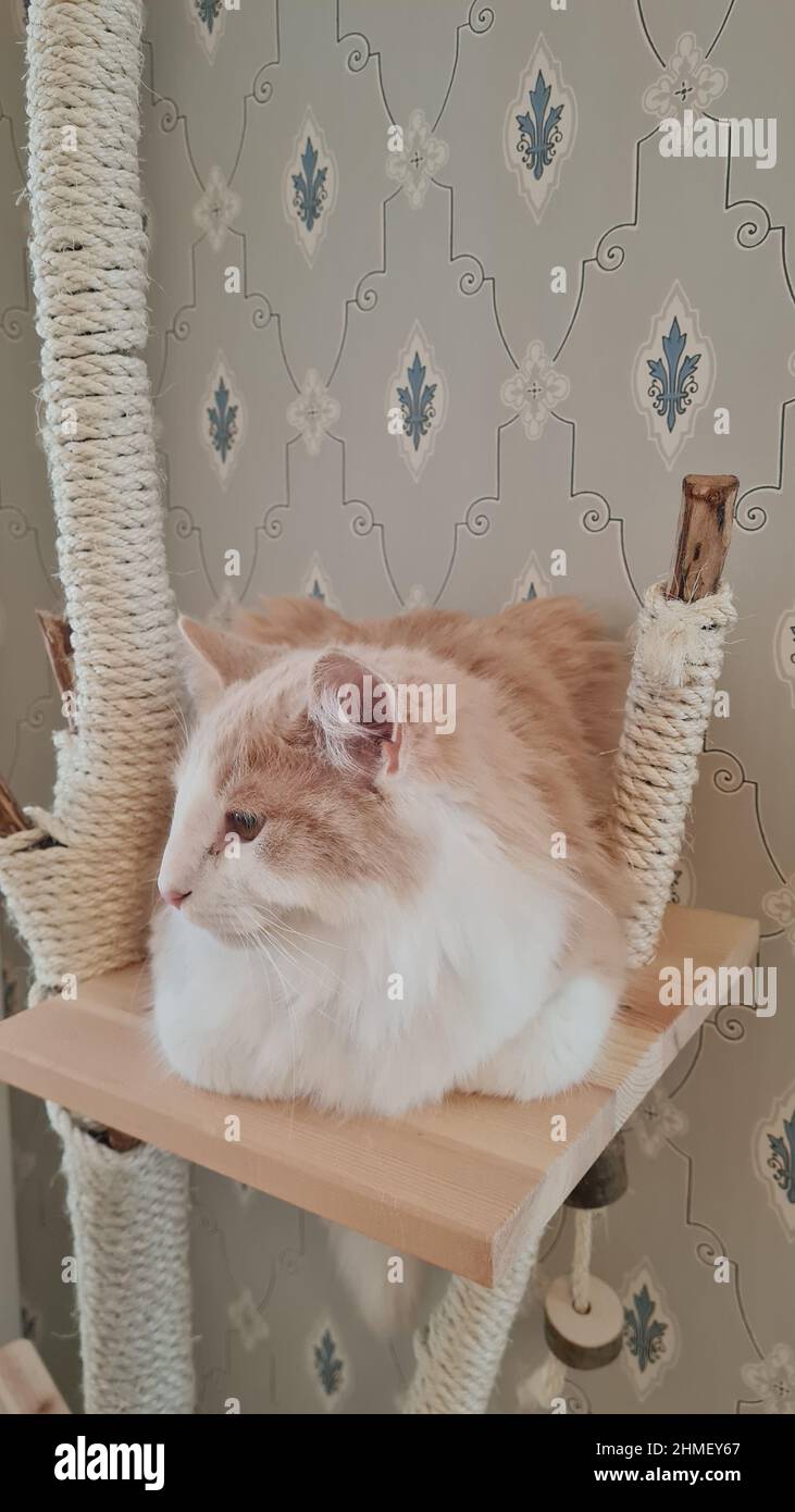 Vertical shot of a cute domestic cat sitting on a homemade cat climbing ...