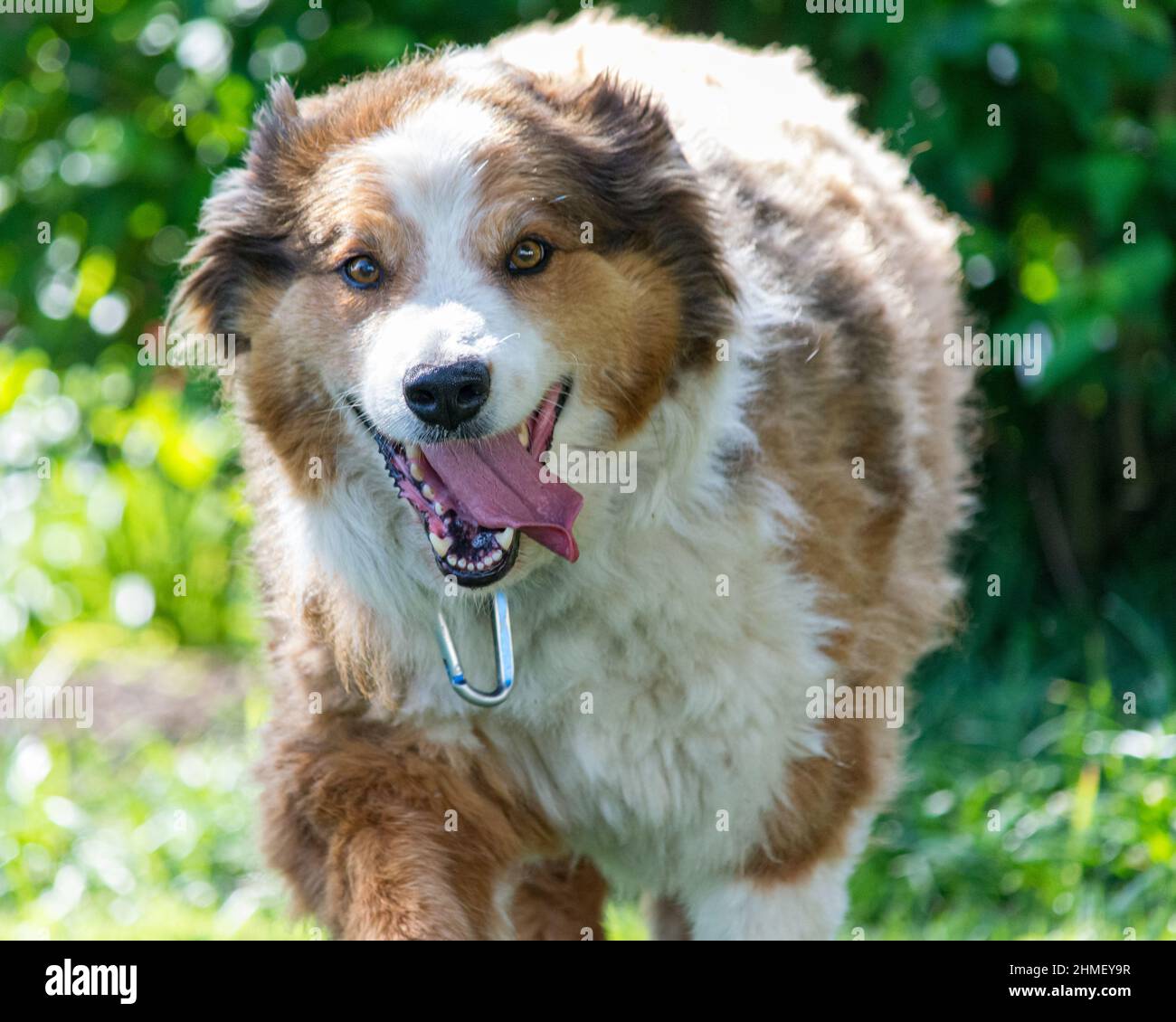 Furry dog running with tongue out Stock Photo - Alamy