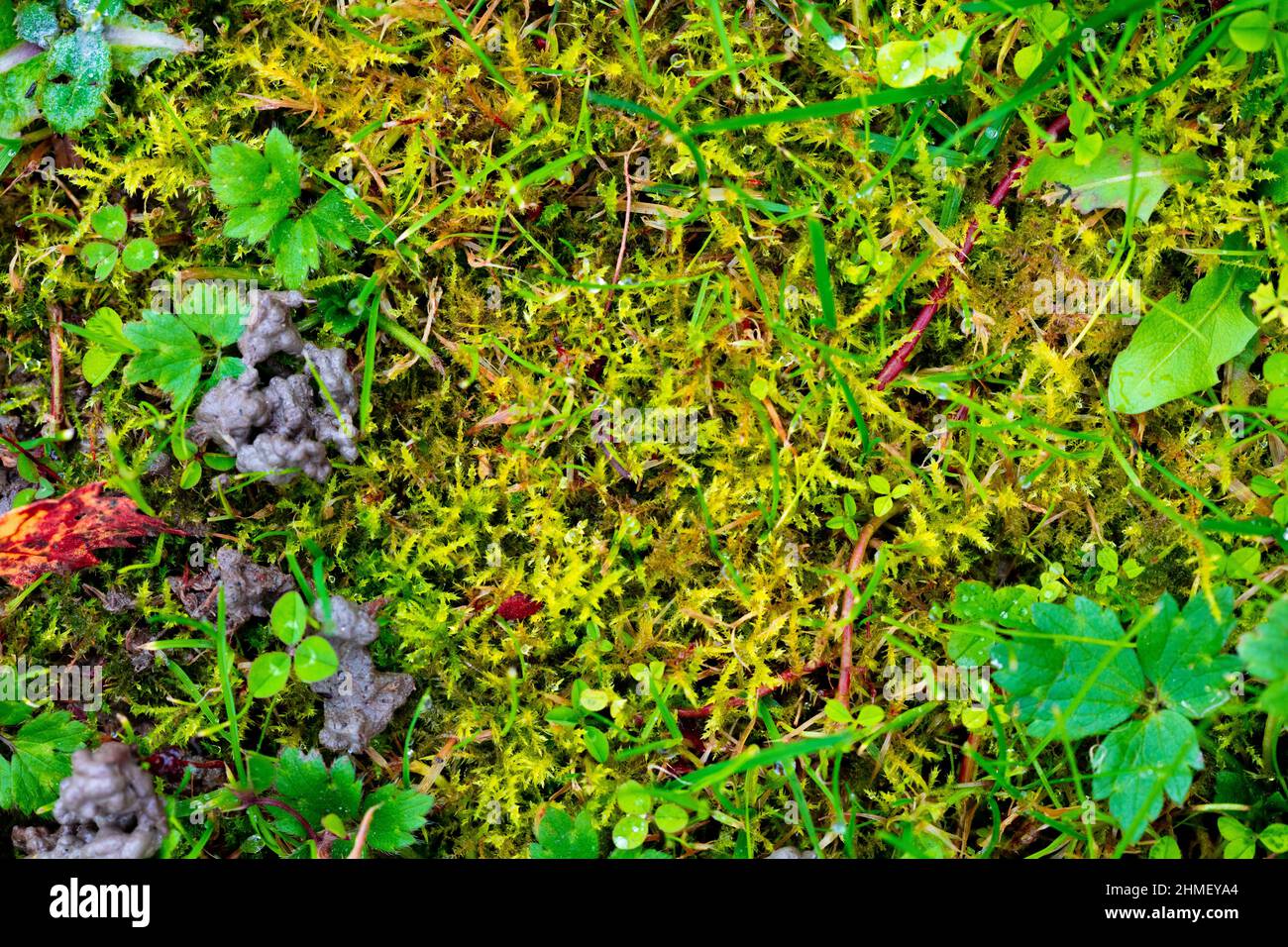 Close-up of a moss and grass details background Stock Photo - Alamy