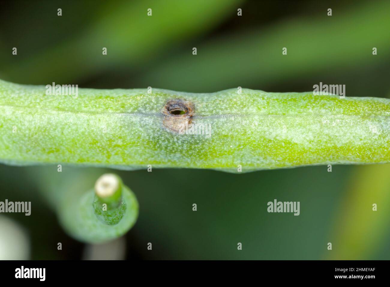 Exit holes in the rapeseed pod of larvae of cabbage seed pod weevil ...