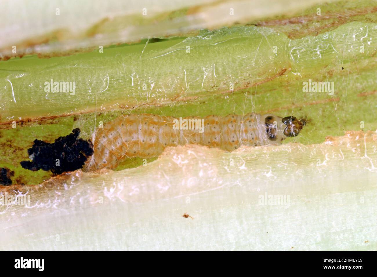 Caterpillar of the beet moth Scrobipalpa ocellatella, is a moth in the ...