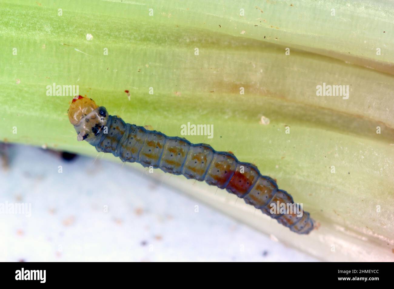 Caterpillar of the beet moth Scrobipalpa ocellatella, is a moth in the ...