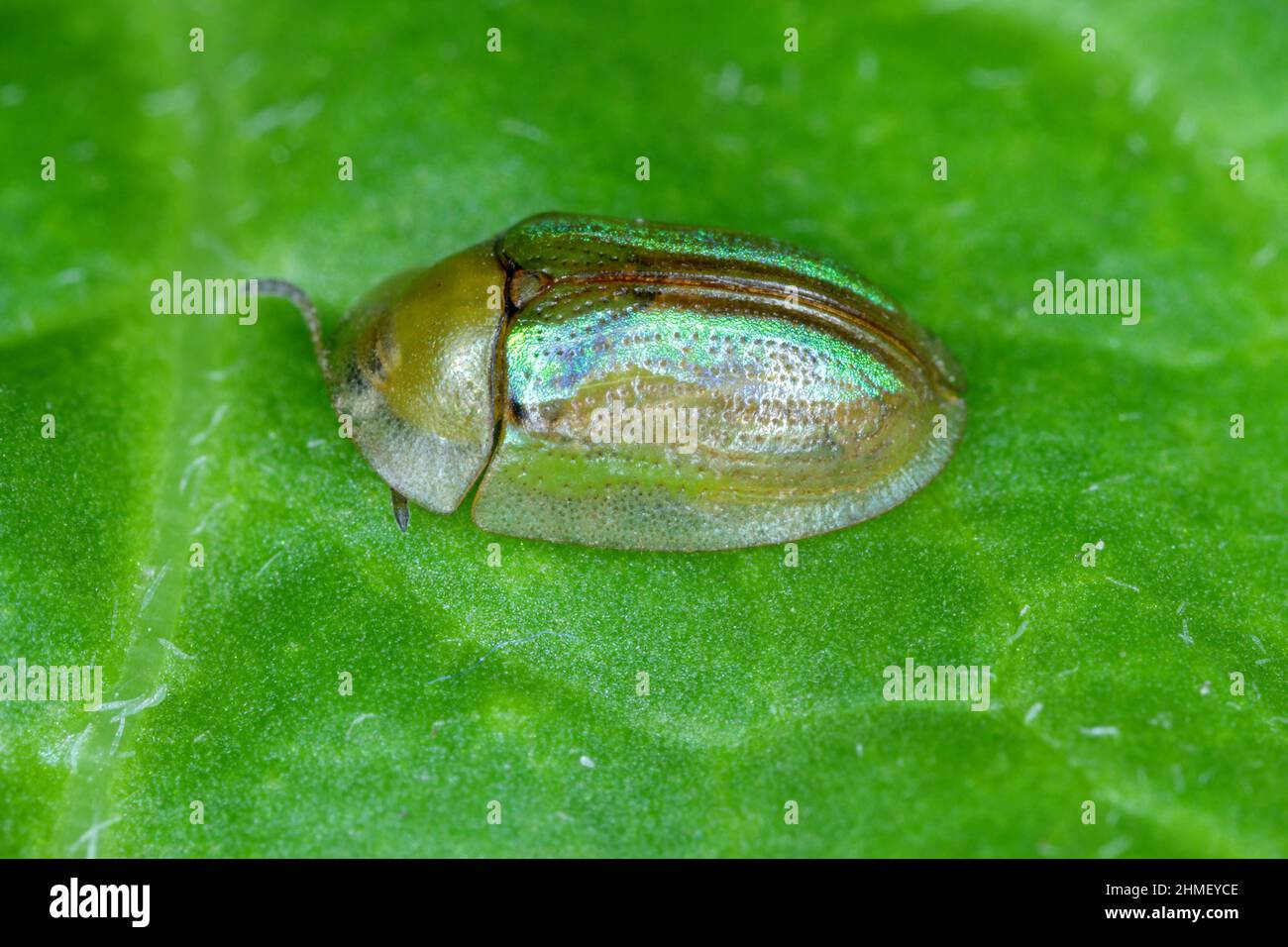 Cassida vittata hi-res stock photography and images - Alamy