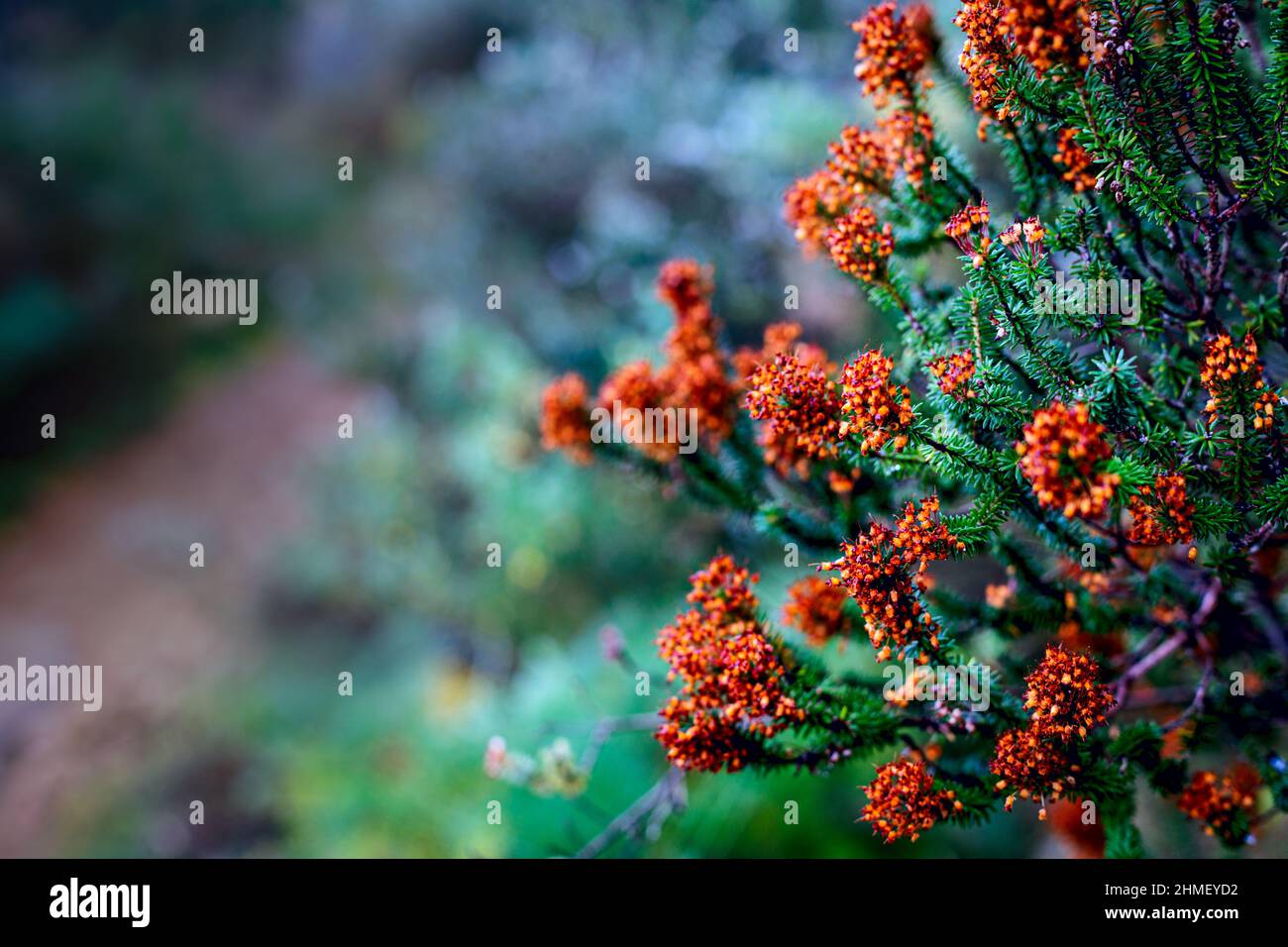 Ornamental kale border hi-res stock photography and images - Alamy