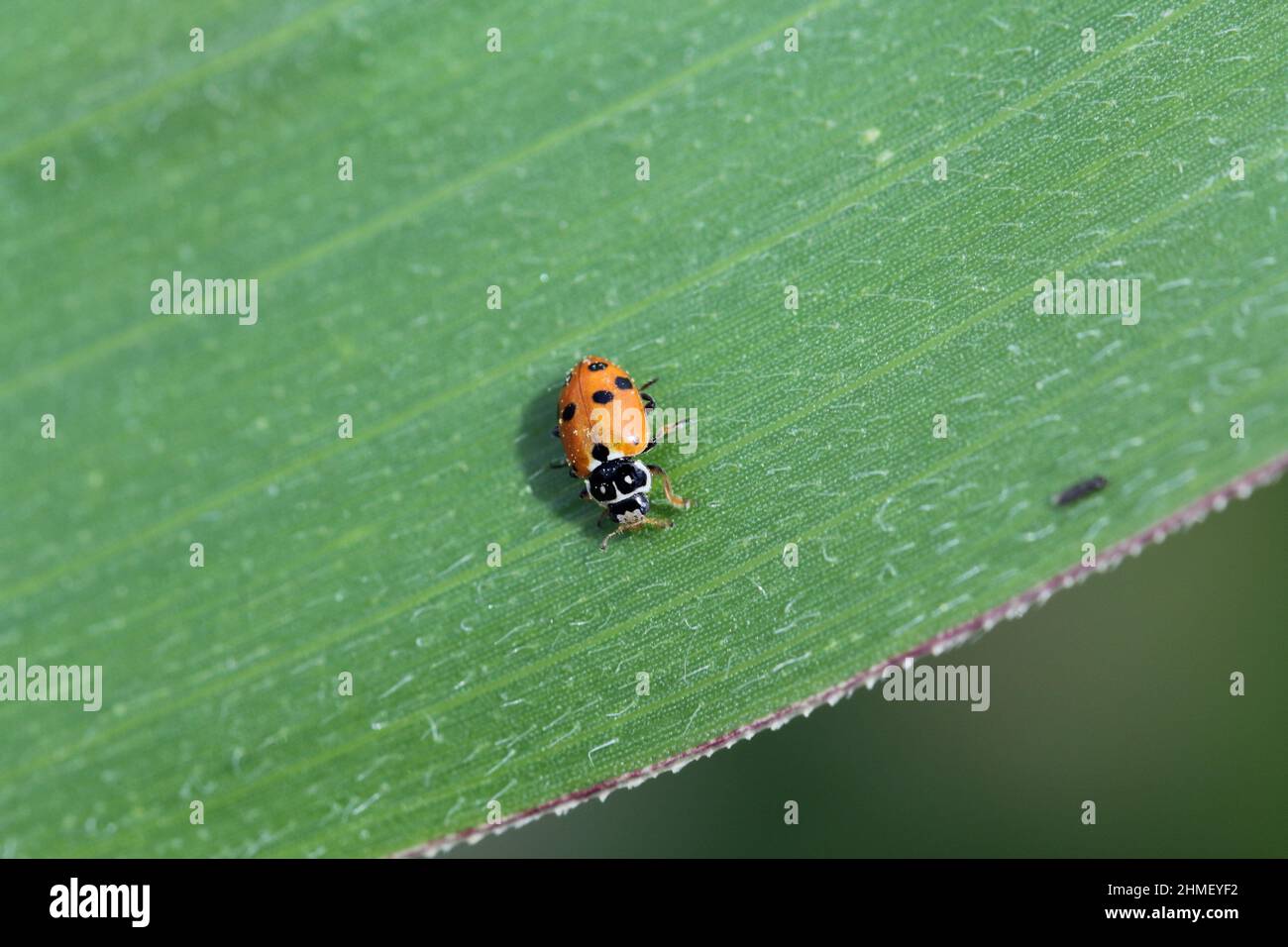 Hippodamia variegata, the Adonis ladybird, also known as the variegated ...