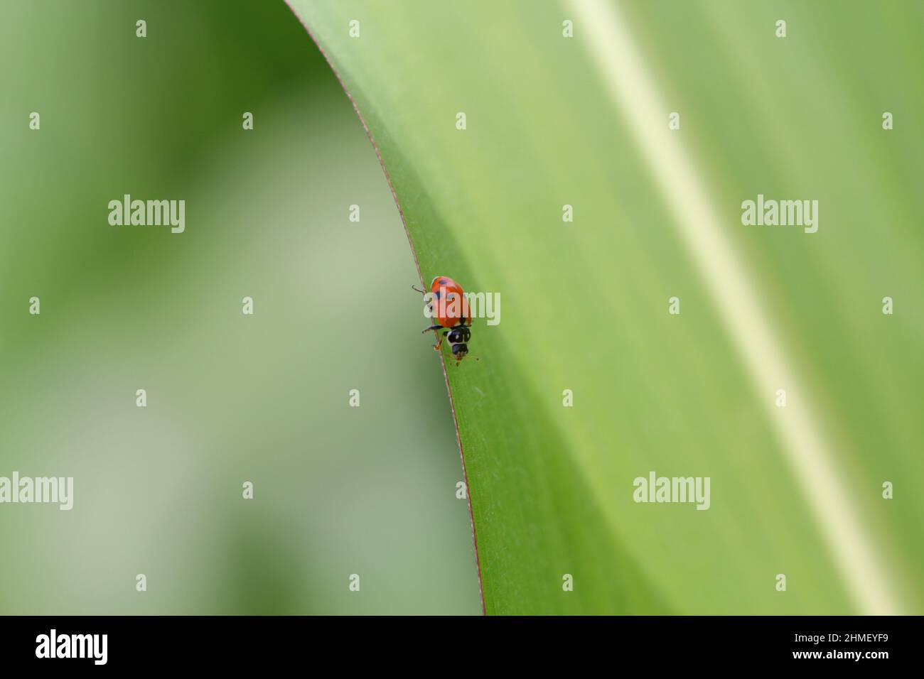 Hippodamia variegata, the Adonis ladybird, also known as the variegated ...
