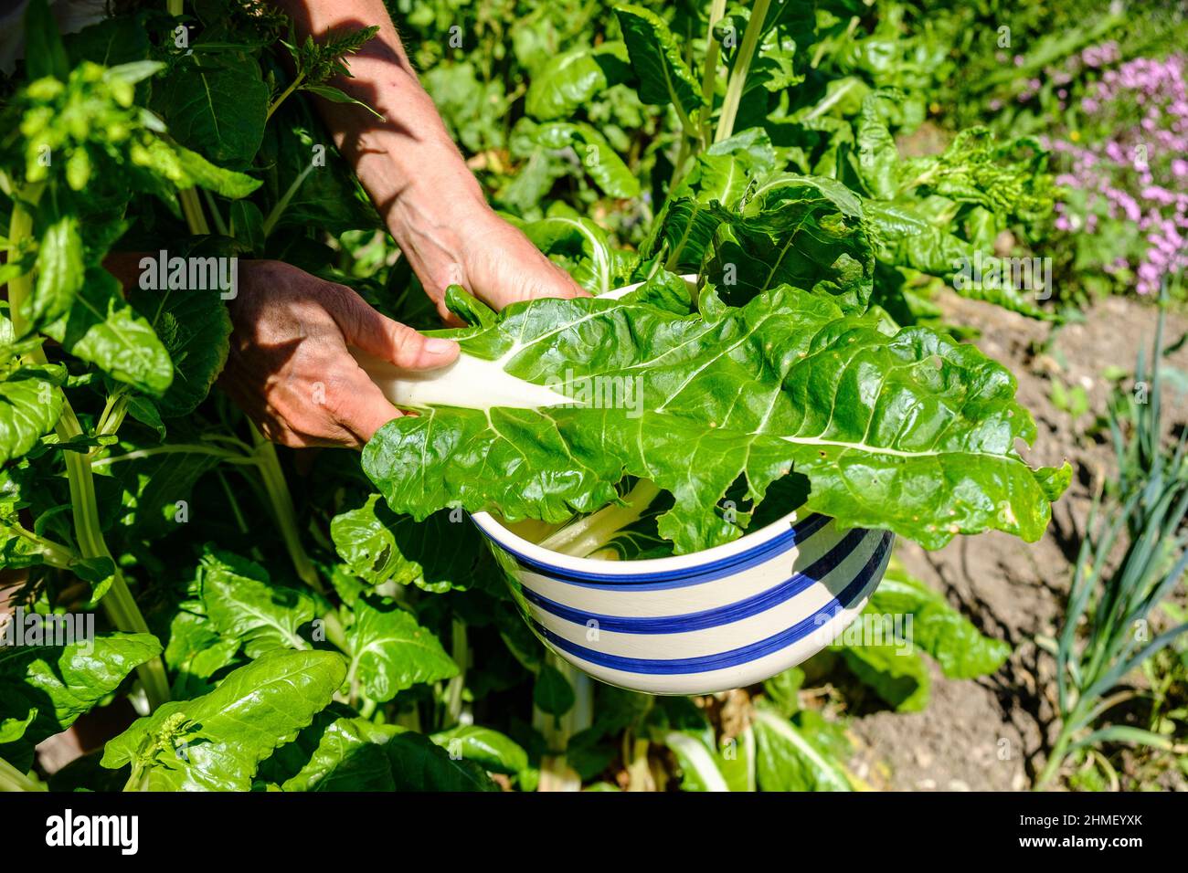 Picking the paksoi in a vegetable garden | Cueillette de Pakchoi dans ...